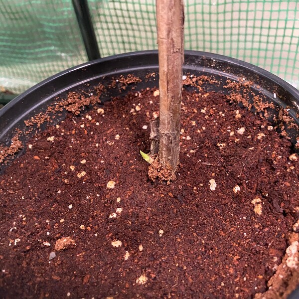 3 Raspberry Plants "joan J"-completely Thornless, Everbearing, High ...