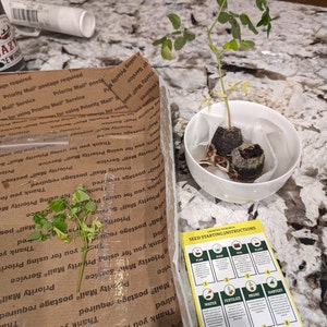 Moringa Oleifera Seeds Drumstick Seeds Malunggay Seeds Miracle Tree ...