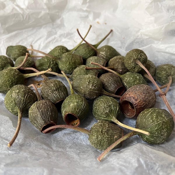 Large Natural Dried Lotus Pod Stems Dry Lotus Pod Seeds Brown Flower ...