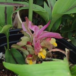 Onc. Sharry Baby RED FANTASY Frangrance Live Plant 3.5 Pot. Great ...