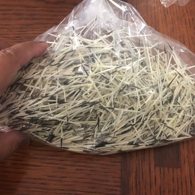 American Porcupine Guard Hair, 47 Inches, 1 Ounce, Great for Roaches ...