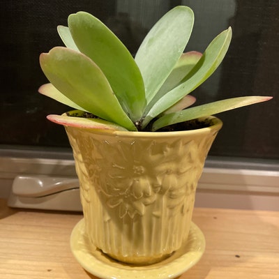 Flapjack Succulent, Paddle Plant, Kalanchoe Luciae, Live Plant in 4 ...