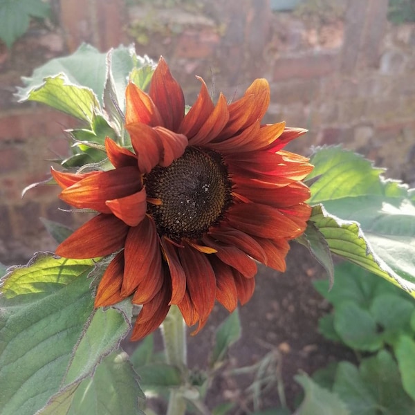 25 Red Sun Sunflower Seeds - Etsy UK