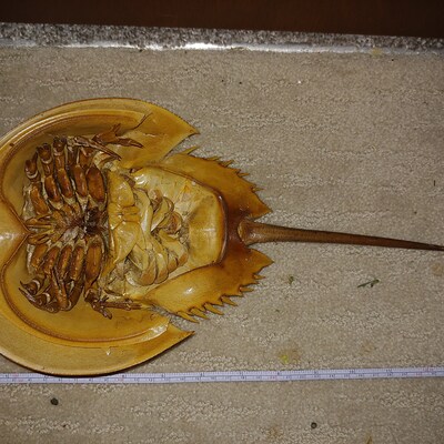 Atlantic Horseshoe Crab Shell With Tail and Legs Intact Naturally ...