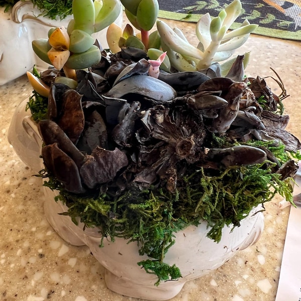 Colorful Living Succulents in a Falling Leaf Pot, Autumn Decor, Fall ...