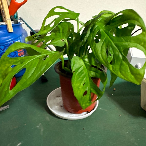 Monstera Adasoni Plant - Etsy