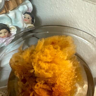 Large Rose of Jericho Resurrection Plant Rosa De Jerico Reviving House ...