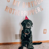 Sixty & Sensational Cursive Banner / Gold Glitter Script - Etsy