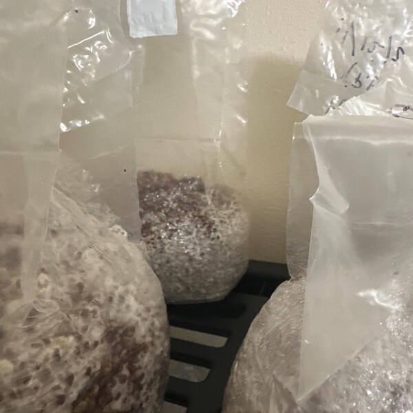 3 Pack | 5lb Milo Sorghum Grain Spawn| Sterilized Grain for Mushrooms ...