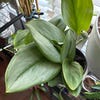 Moonlight Pothos Scindapsus | 4'' Pot | Easy to Grow Houseplant ...