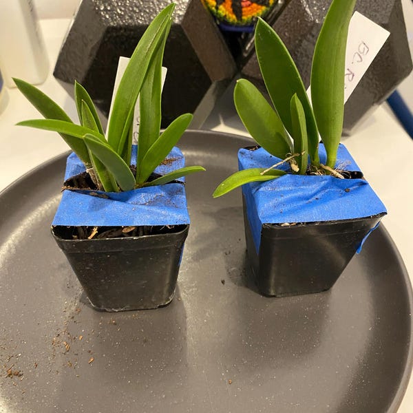 Double Rose Pikake hawaiian Pronunciation of peacock a Sweet-smelling ...