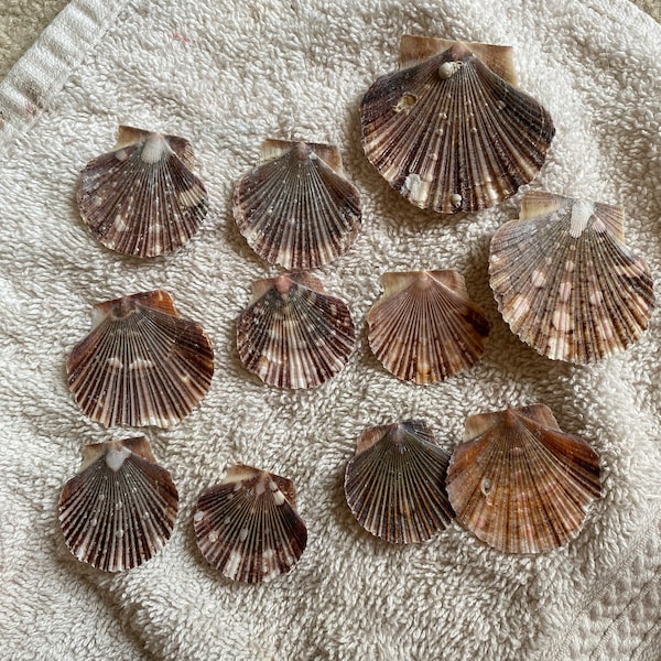 Baby Flat Scallop Shell-bulk - Seashell Supplies - Scallop Shells for ...