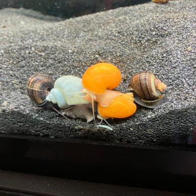 Tangerine Beauty Crossvine Bignonia Capreolata 20 Seeds - Etsy