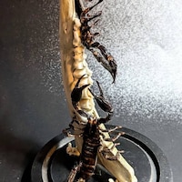 The GIANT Centipede scolopendra Subspinipes Framed & Mounted Arachnid ...