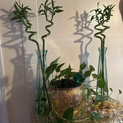 Giant Money Tree 2.5 Feet Tall - Etsy