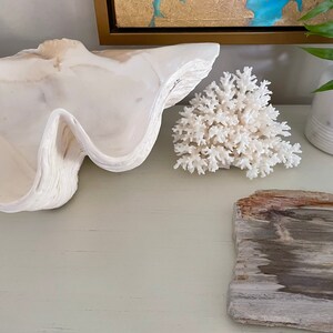 Imperial Volute Conch Shell Horn Spikes Unique Large Display - Etsy