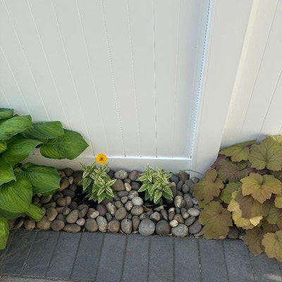 Hosta waterslide Ride the Blue Waves Blue Hosta Perennial - Etsy