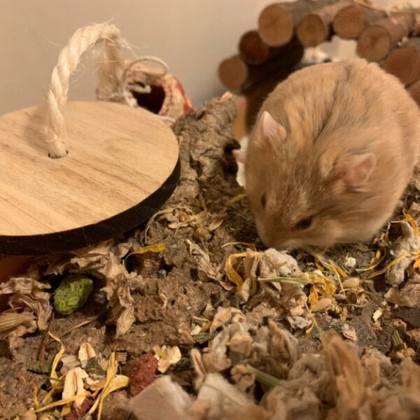 Hamster, Gerbil, Rat, and Mouse Forage Mix - Etsy