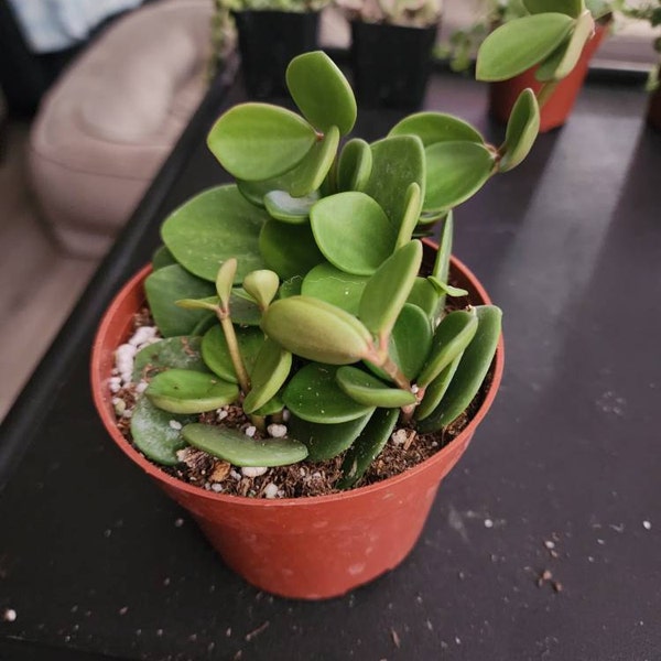 Giant Watch Chain, Princess Pine, Live Potted Succulent in 4 Pot - Etsy