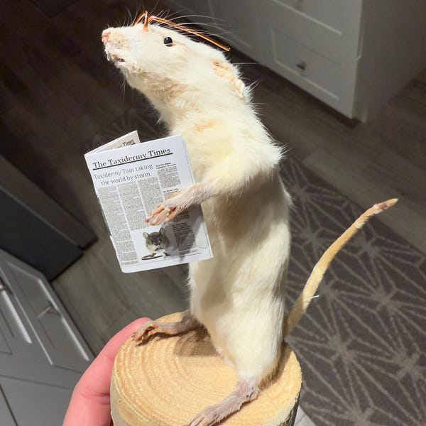 Taxidermy Mouse With Bagpipes, Rat, Rodent, Scottish, Scotland,musical ...