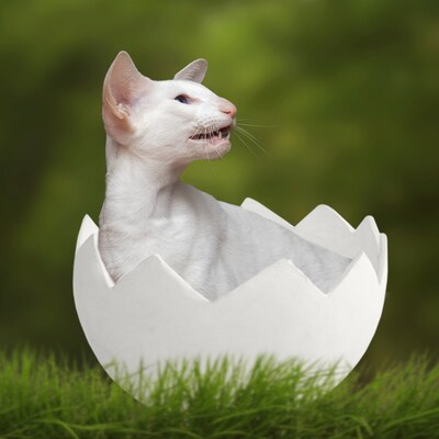 Snake Animal Magic PNG Overlay TRANSPARENT BACKGROUND - Etsy