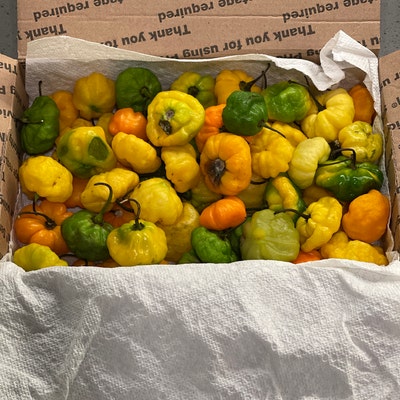 Whole Fresh Scotch Bonnet Peppers. Fresh Pods of Genuine Scotch Bonnets ...