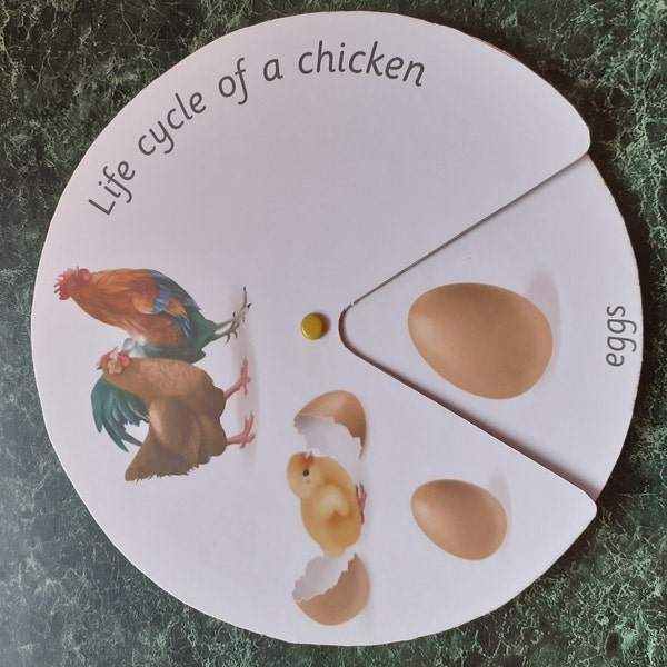 LIFE CYCLE of a CHICKEN Wheel • Montessori Busy Book Activity ...
