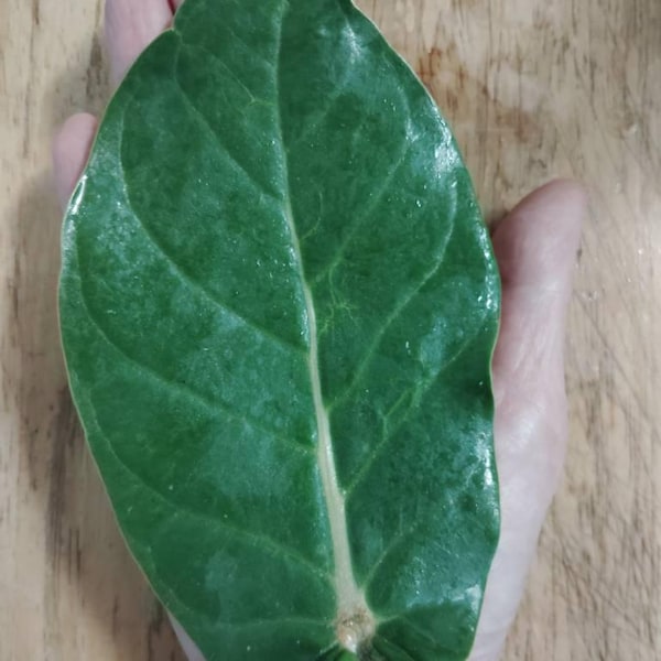 Python and Red Noodle Long Bean Seeds, Snake Bean Seeds, Organic Yard ...