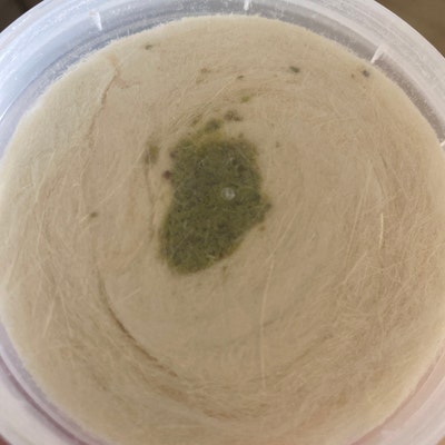 Lebanese Dolsi Gold Chips Three Flavors Tasty Snack 44g Bags Worldwide ...