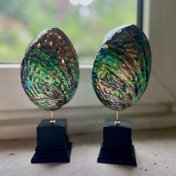 White Abalone Sea Shell, Wooden Stand H : 8.3 Inch | Home Staging ...