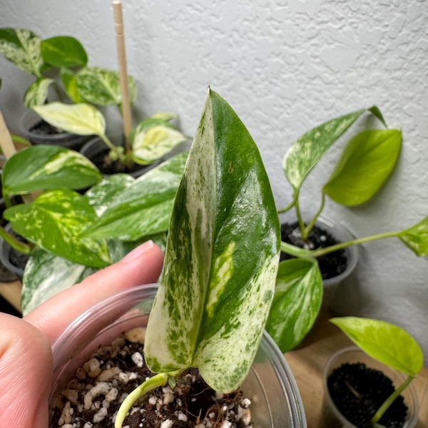 Epipremnum Aureum Teruno Robin - Rare Japanese Pothos - Terunoworld ...