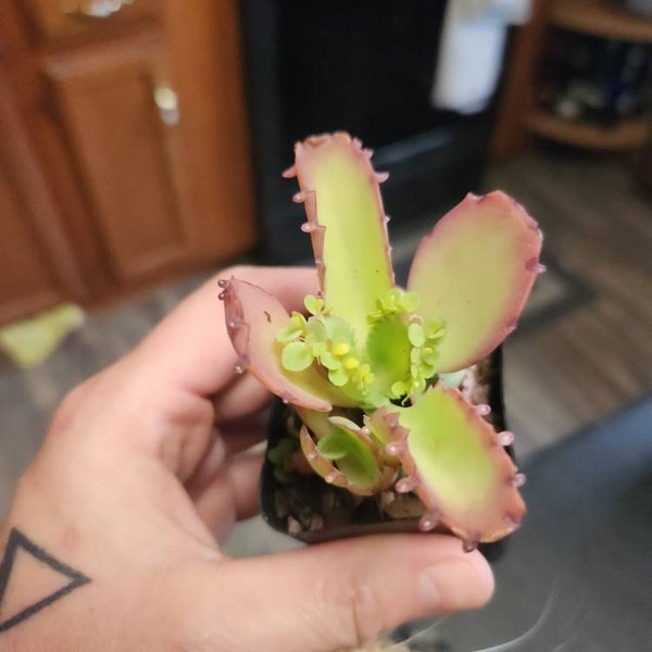 Aloe Juvenna ‘tiger Tooth Aloe’ Succulent Plant in 2.75” Pot - Etsy