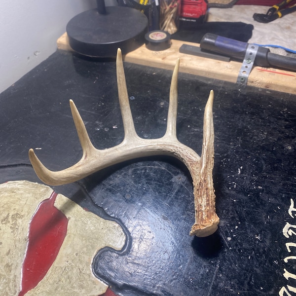 Whole Mule Deer Antlers 12-13 Inches Tall(sold Individually) - Etsy