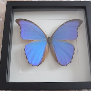 Real Atlas Moth Shadow Box Frame Framed Attacus Atlas Moth - Etsy
