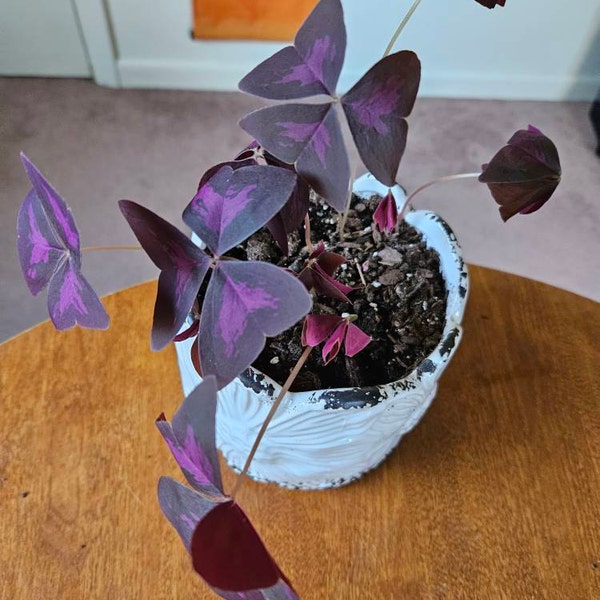 Purple Shamrock Bulbs! ~ Oxalis Triangularis ~ Easy to Grow ~ Thrives ...