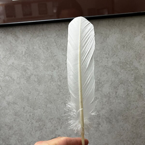 Wholesale Turkey Wing Feathers, 1/4 Lb - White Turkey Rounds Secondary ...