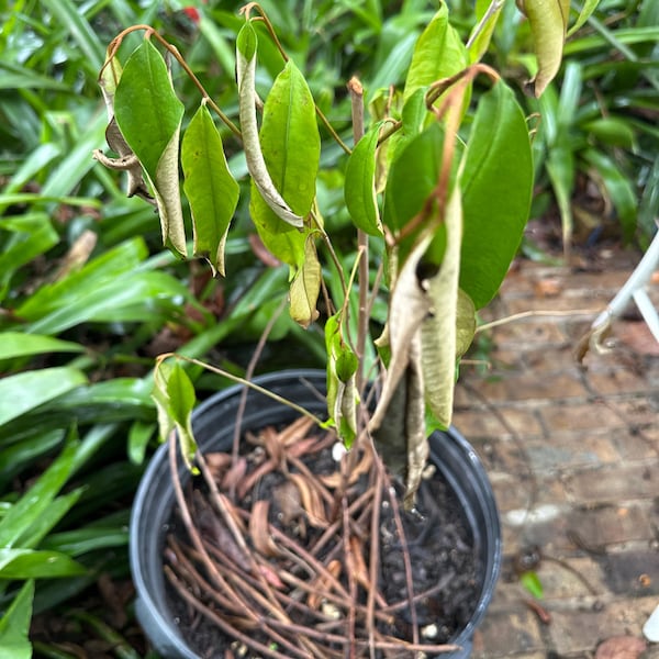 Giant Grafted Rapoza Mango Live Fruit Tree (3-4ft) (MANGIFERA Indica ...