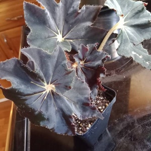 Begonia monica - Etsy