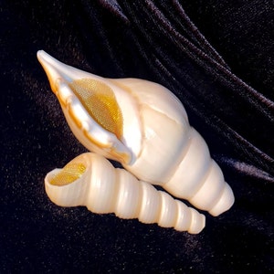 The Rockfish by Shellpipe free Pipes With Every Order Shell Pipe ...