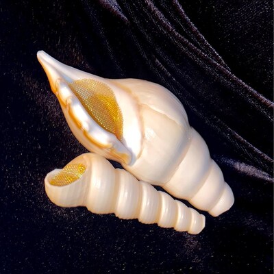 The Rockfish by Shellpipe free Pipes With Every Order Shell Pipe ...