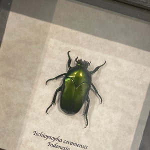 Real Tiny Blue Butterfly Framed Taxidermy Jamides Euchylas - Etsy