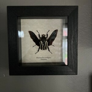 Rare Pink Form Gaudy Commodore Butterfly Framed Taxidermy Precis ...