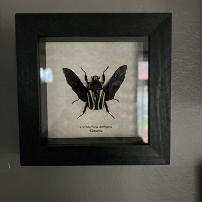 Rare Pink Form Gaudy Commodore Butterfly Framed Taxidermy Precis ...