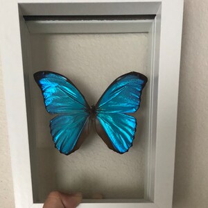 Foam Pinning Boards for Insect Collection Mounting and Display - Etsy