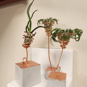 Tillandsia Bulbosa Alien Air Plant - Etsy