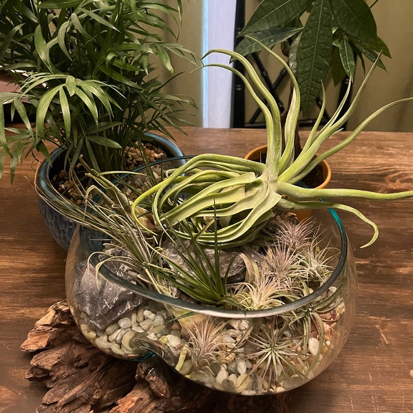 11" Wood Cake Stand, Log Cake Stand, Tree Bark Cake Stand, Tree Slice ...