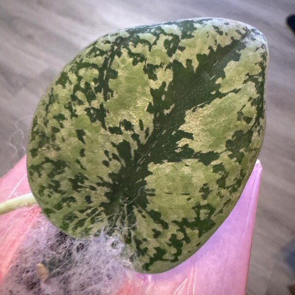 Teruno Fanfare Epipremnum Aureum Pothos japan Rooted Starter Plant - Etsy