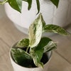 RARE Marble Pothos Cuttings Gorgeous Variegated Indoor Easy Care House ...