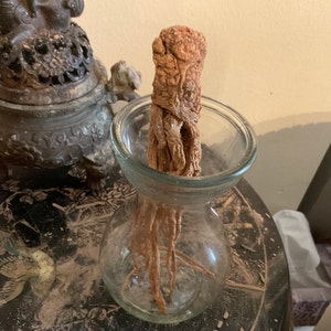 Master Root A Hoodoo Root That is the Master of Them All - Etsy