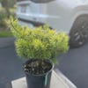 Pinus Densiflora 'pope' (pope Japanese Pine) Rare! - Etsy